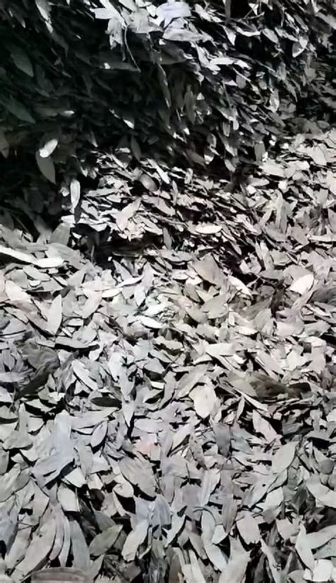 Dry Bay Leaf Packaging Type Plastic Bag At ₹ 42kg In Kumarghat Id