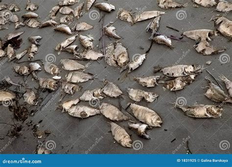 Dead Fish Stock Image Image Of Decay Bacterial Dead 1831925
