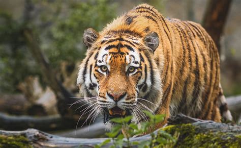 Animais Tigre Wallpapers Hd Bengal Tiger 1080p 2k 4k 5k Hd