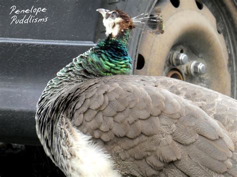 Peacock Pests Pandemics And Praise For Essential Workers