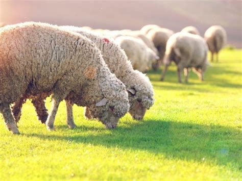 Raza De Oveja De Lana Fina Características Descripción Foto