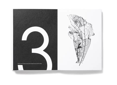 Saving Rainforests At This Rate