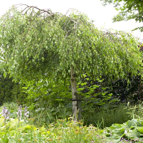 Weeping Silver Birch Tree Betula Pendula Youngii Roots Plants