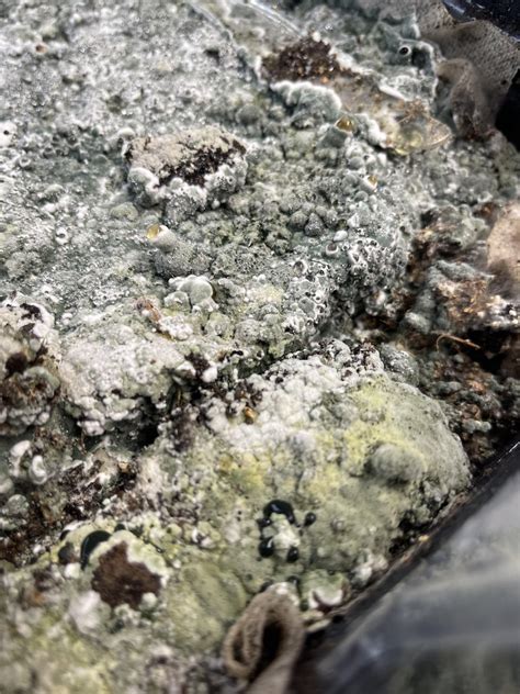 Actives Growing Trichoderma Rmushroomgrowers