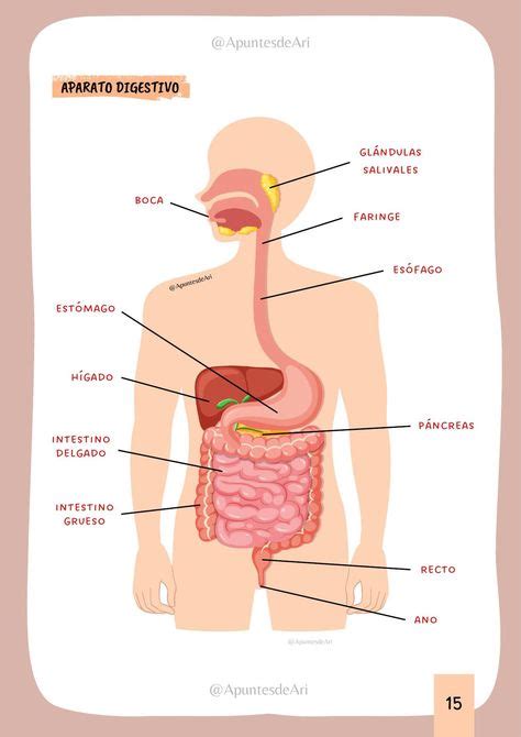 Aparato Digestivo Y Sus Partes