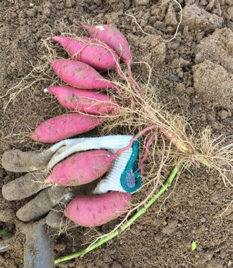 안동로컬푸드농부장터 안동 꿀 고구마 5kg 혼합 1632741327 사이소