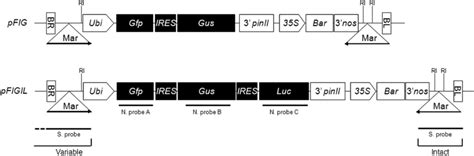 Schematic Representation Of The Super Binary Vectors Used For Rice