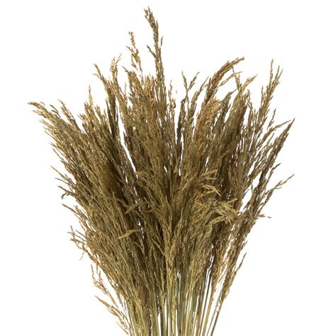 36 Congo Grass 8 Oz Bundle 30 Bunches Natural