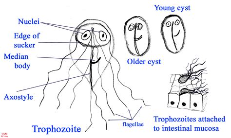 Bruna Parasitologando Giardia Lamblia