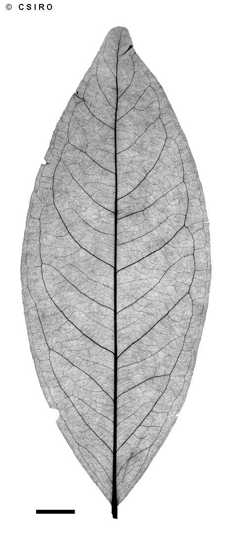 Syzygium Aqueum