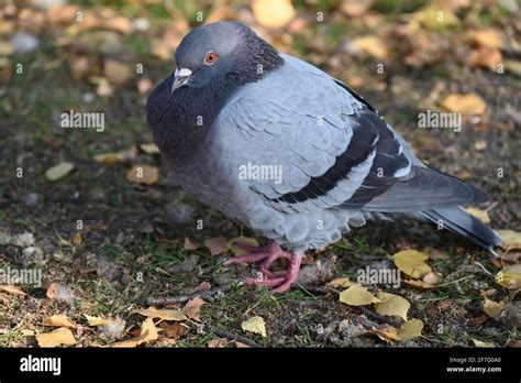 How Rare Is A Pigeon Chest At Dwight Dees Blog