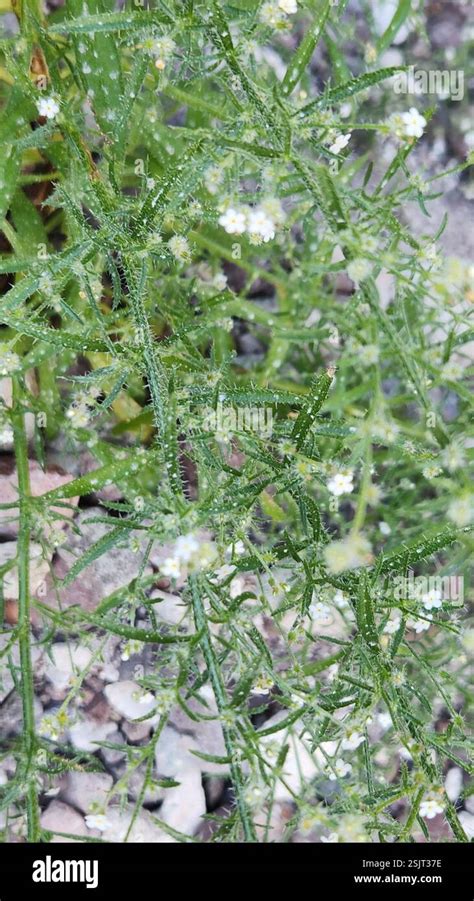 Guadalupe Cryptantha Cryptantha Maritima Plantae Bahía De Loreto Loreto Mx Bs Mx Stock