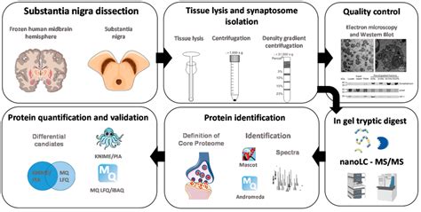 Quality Control Of Synaptosomes Enrichment A Graphical Image Of The