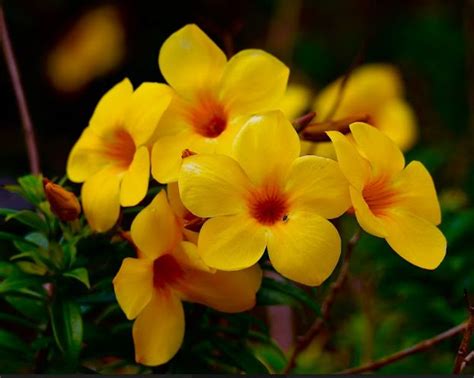 20 Nama Nama Bunga Di Indonesia Yang Mudah Dirawat Di Rumah