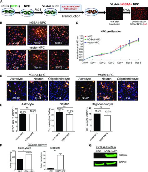 Generation And Validation Of Hgba1 Npcs A Vla4 Gfp Npcs Were