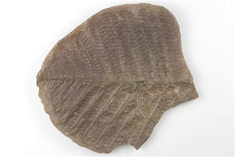 4 1 Fossil Fern Pecopteris Nodule Pos Neg Indiana 198199 For Sale
