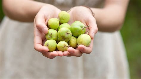 Fruit Lovers Faced With Mini Apples After Freak Weather Affected