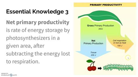 18 Primary Productivity Youtube
