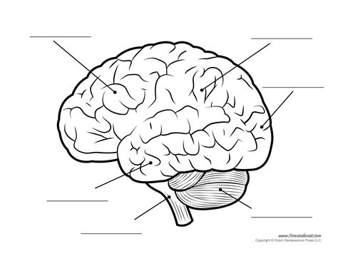 Free Printable Blank Brain Download Free Printable Blank Brain Png