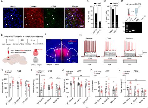 Figure 6 From C3aR In The Medial Prefrontal Cortex Modulates The Susceptibility To LPS Induced