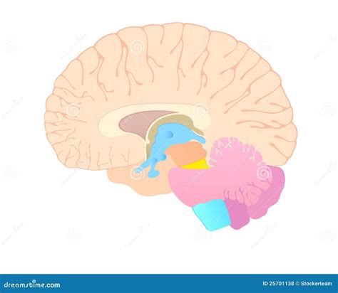 Windingen Van De Hersenen In Sectie Stock Illustratie Illustration Of Hersenen Geheugen