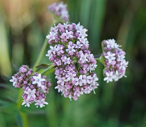 Wilde Marjolein Natuurgebieden In Beeld