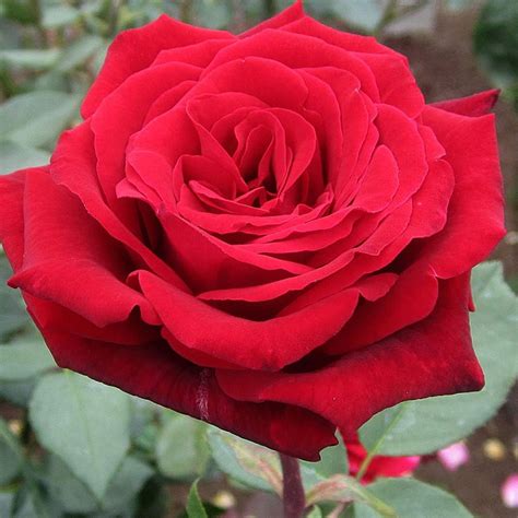 Deep Secret Rose All About Roses