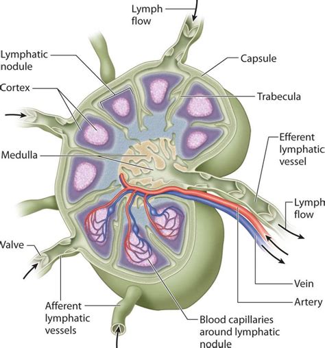 Lymphatic System Diagram Labeled The Lymphatic System