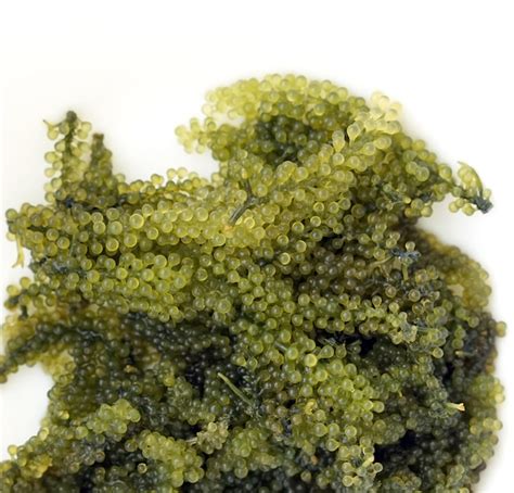Umibudo Uvas Marinhas Japonesas Espécies De Algas Caulerpa Lentillifer