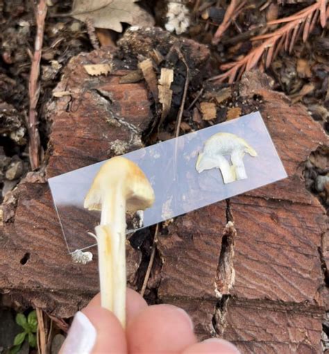 Captured This Photo Of A Basidium With 4 Basidiospores Attached To It On A Mushroom I Found
