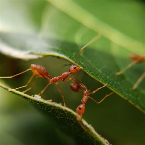 Ant Detection Image Dataset Kaggle