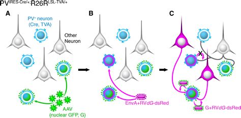 Improved Monosynaptic Neural Circuit Tracing Using Engineered Rabies Virus Glycoproteins Cell