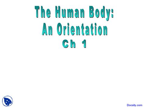 Human Body Physiology And Anatomy Lecture Slides Docsity