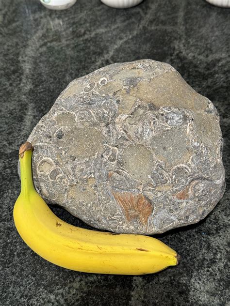 Brown Fossil In Shell Hash Rfossilid