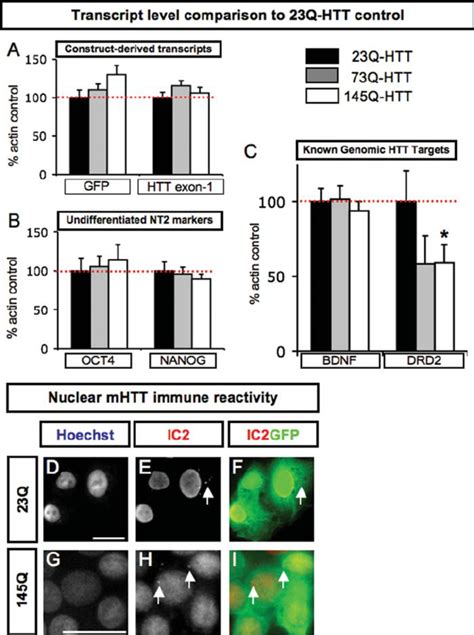 Mhtt Induced Gene And Protein Expression In Pluripotent Nt2 Cells Nt2 Download Scientific