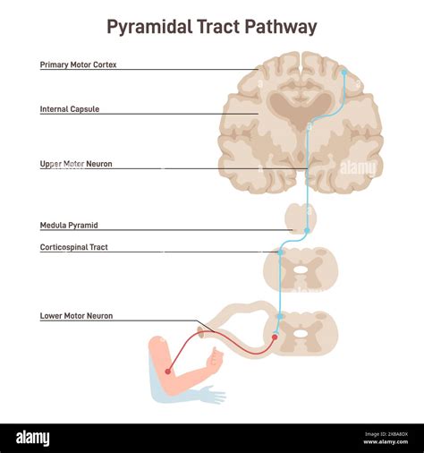 Image Result For Pyramidal Motor System Motor Neuron Motor Cortex
