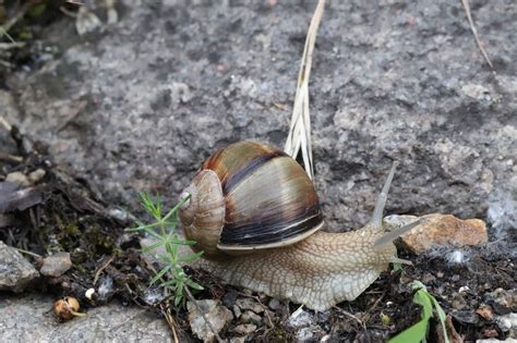 달팽이 껍데기 싱크대 Pixabay의 무료 사진 Pixabay