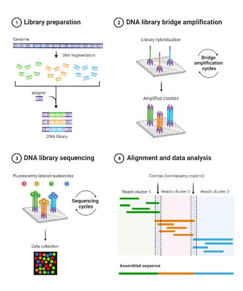 Next Generation Sequencing Workflow