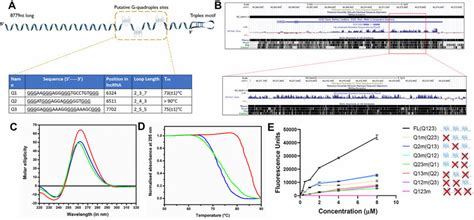 Malat1 Long Non Coding Rna Harbors Three Putati V E Rg4 Forming Domains