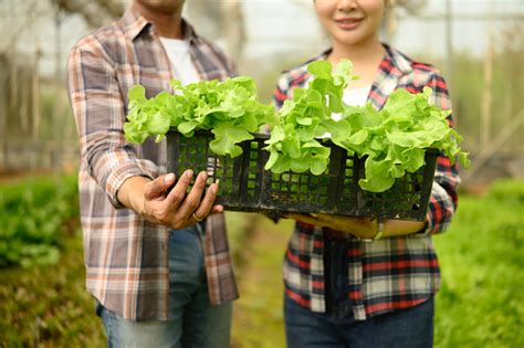 갓 수확한 녹색 양상추로 가득 찬 바구니를 들고 있는 농부들의 클로즈업 지속 가능한 농업의 개념 25 29세에 대한 스톡 사진 및 기타 이미지 Istock