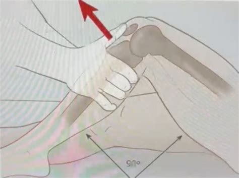 Lab Quiz Anatomy Lab Flashcards Quizlet