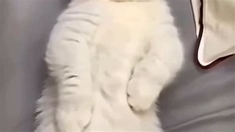 Котёнок с чёлкой