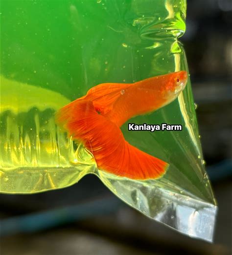 Suknipitporn Kanlaya Added A New Photo Suknipitporn Kanlaya