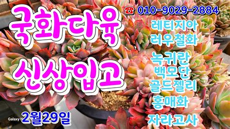 0229 국화다육현대다육 직품같은 홍매화 러우 녹귀란 보초금 백모단 2천원 러우철화 골드젤리 레티지아