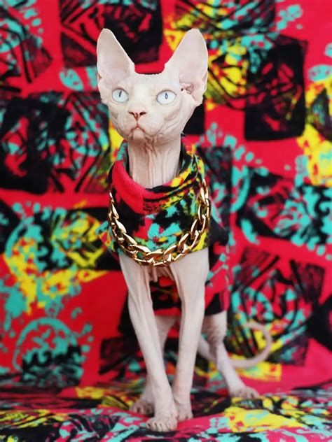 Sphynx Cat Halloween Costumes For Cats Yeswarmg