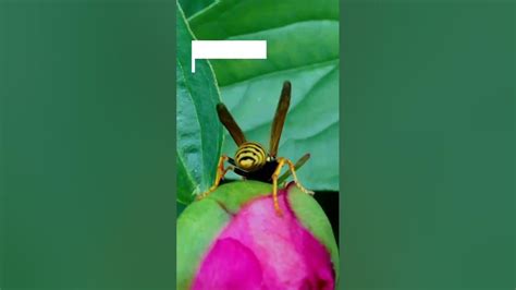 Le Saviez Vous Manger Une Figue Cest Aussi Manger Une Guêpe Youtube