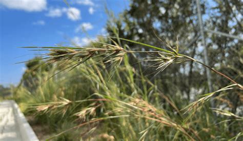 Kangaroo Grass Nurturing Australias Land Green Endeavour