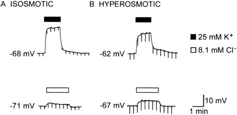 Effects Of Apical Surface Superfusion With Isosmotic A Or Download Scientific Diagram