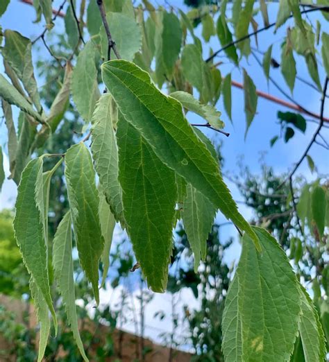Nettle Tree The Online Tree Shop