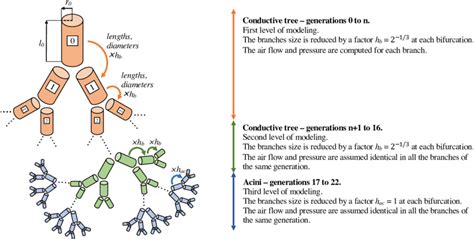 1 The Airway Tree Is Modelled As A Cascade Of Bifurcating Cylinders Download Scientific